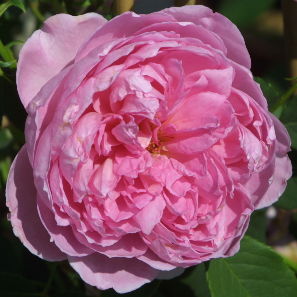 Englische Strauchrose - Rose 'The Ingenious Mr. Fairchild' - rosa