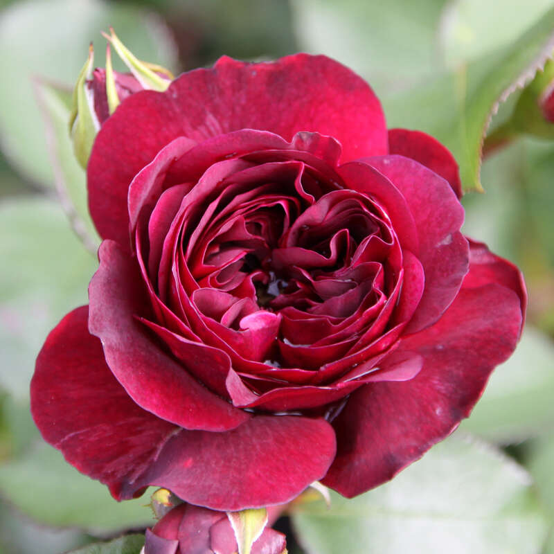 Englische Strauchrose - Rose 'Tradescant' - rot