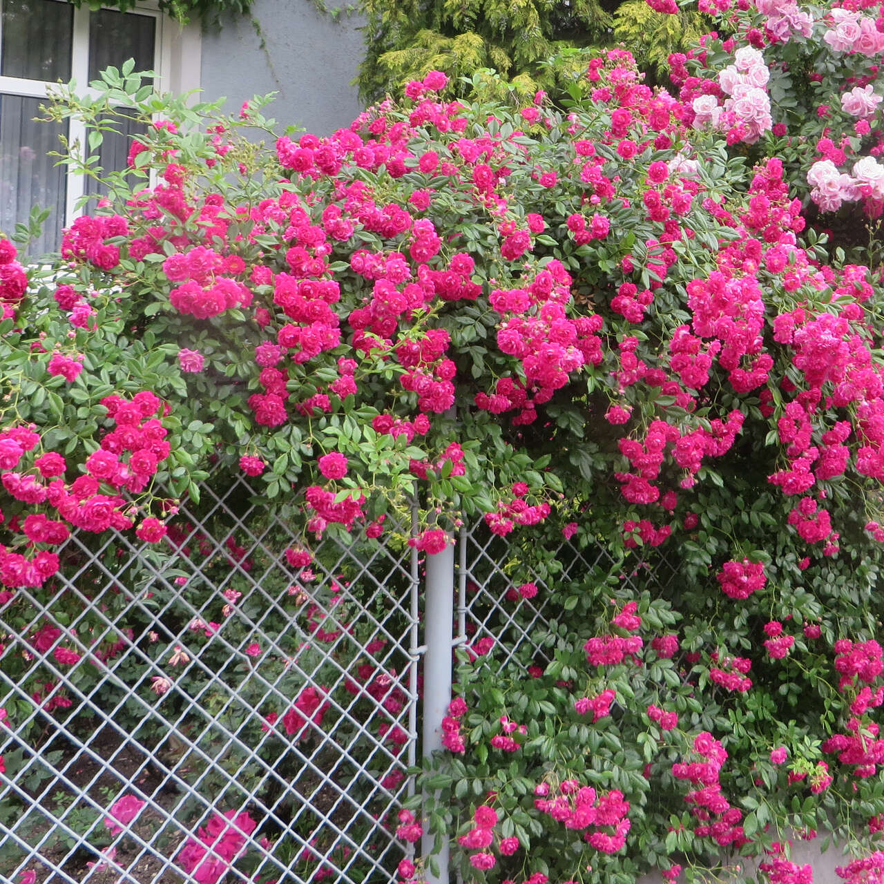 Moderne Kletterrose - Rose 'Super Excelsa' - rosa