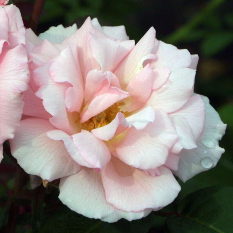 Historische Kletterrose - Rose 'Kathleen Harrop' - rosa