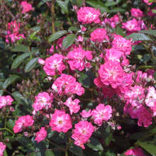 Historische Strauchrose - Rose 'Robin Hood' - rosa
