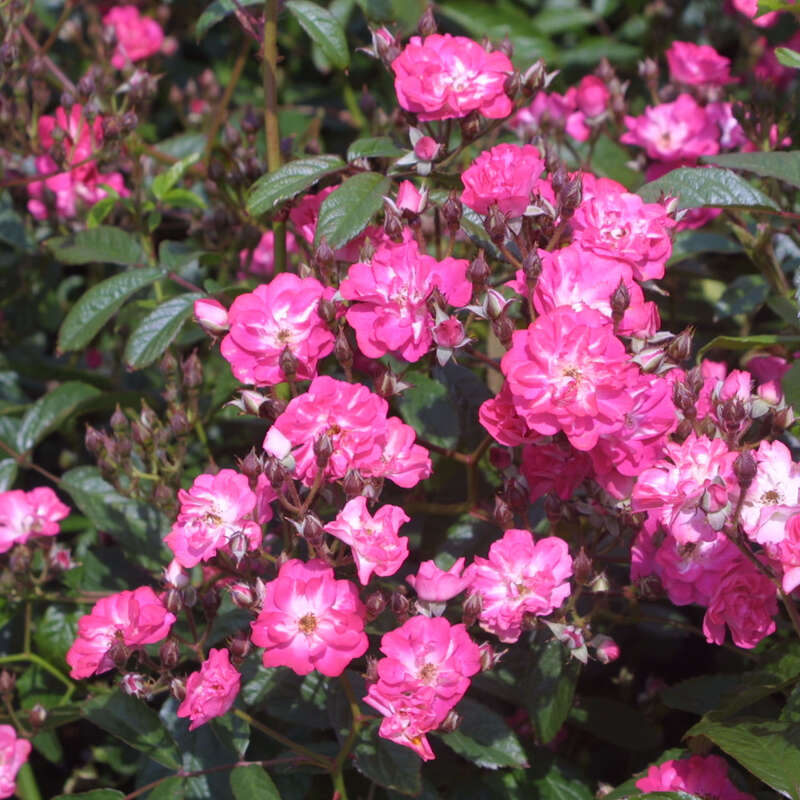 Historische Strauchrose - Rose 'Robin Hood' - rosa