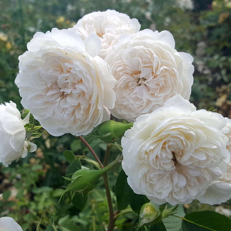 Englische Kletterrose - Rose 'The Albrighton Rambler' - rosa