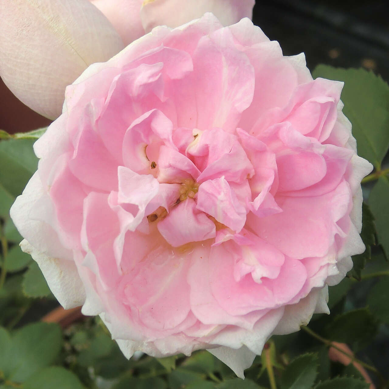 Moderne Strauchrose - Rose 'Prairie Joy' - rosa