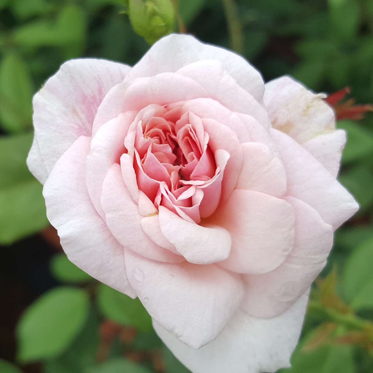 Ramblerrose - Rose 'Climbing Cecile Brunner' - rosa