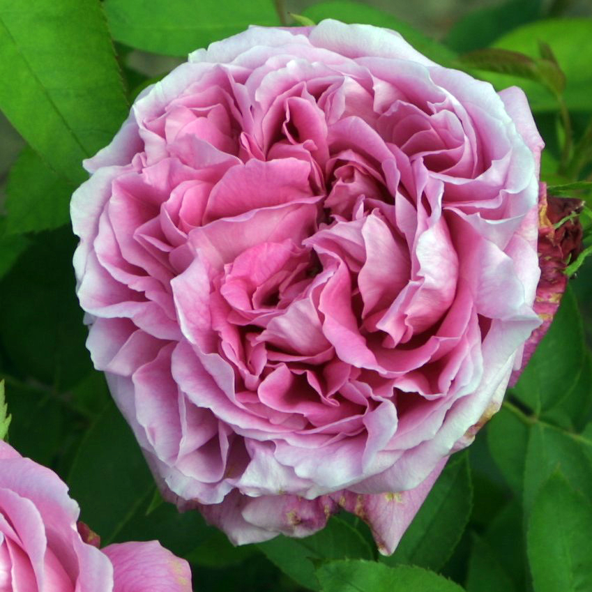 Historische Strauchrose - Rose 'Archiduchesse Elisabeth d'Autriche' - rosa