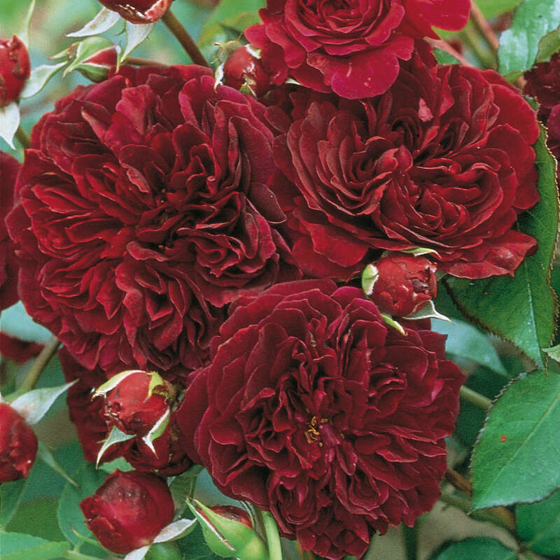 Englische Strauchrose - Rose 'Tradescant' - rot