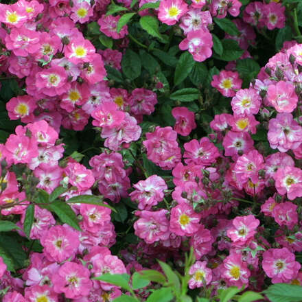 Historische Strauchrose - Rose 'Robin Hood' - rosa