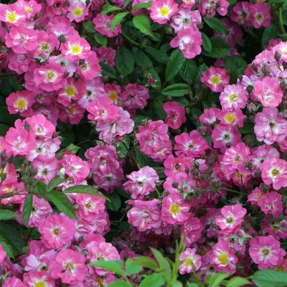 Historische Strauchrose - Rose 'Robin Hood' - rosa