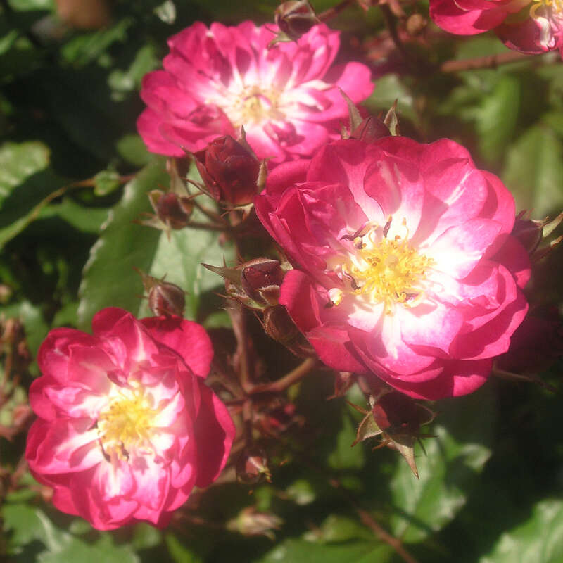 Ramblerrose - Rose 'Kiftsgate Violett' - violett