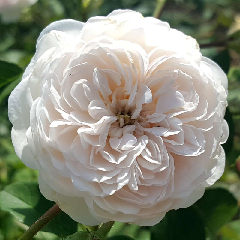 Englische Kletterrose - Rose 'The Albrighton Rambler' - rosa
