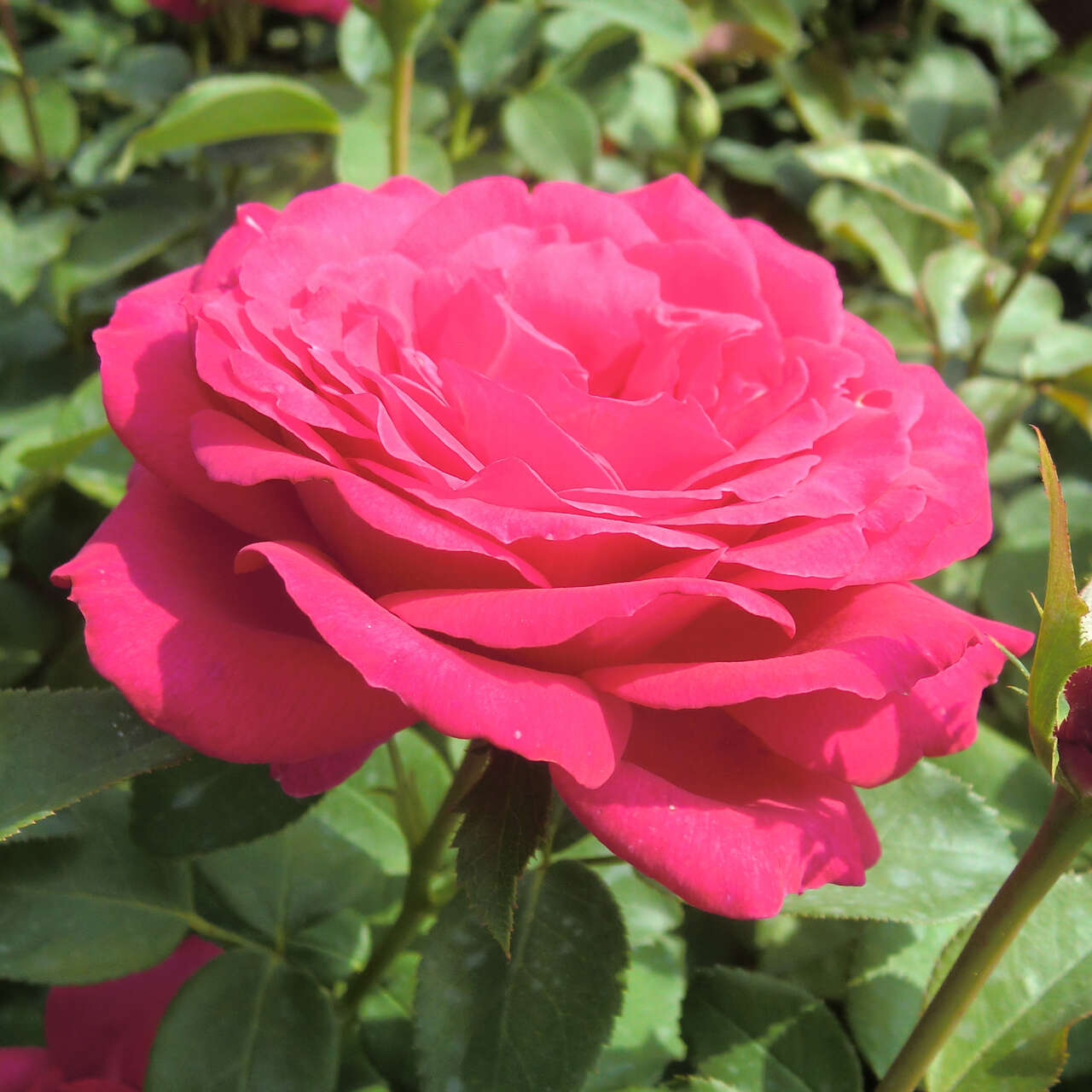 Moderne Edelrose - Rose 'Sexy Perfumella' - rosa