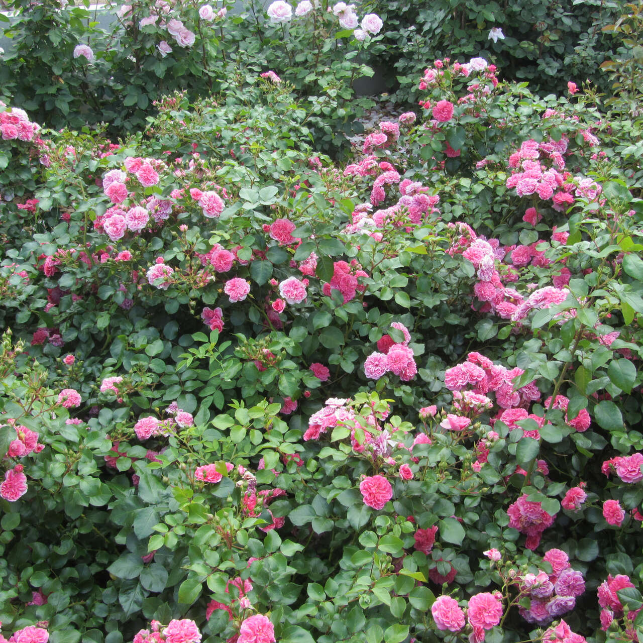 Bodendeckerrose - Rose 'Pink Swany' - rosa