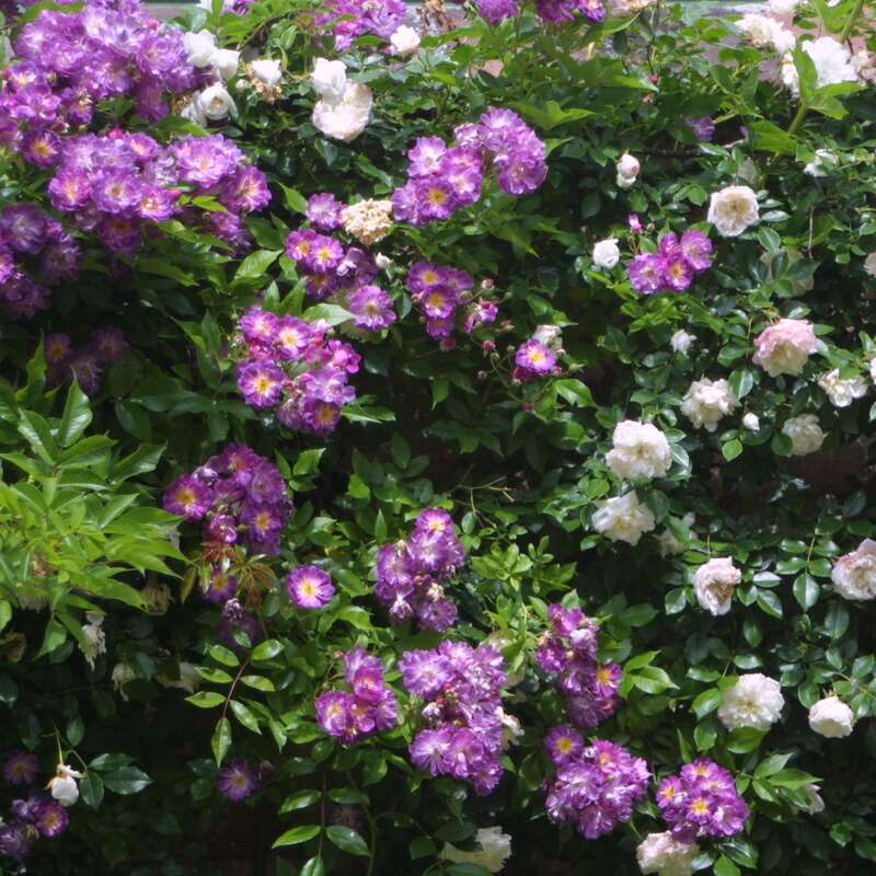 Ramblerrose - Rose 'Veilchenblau' - blau