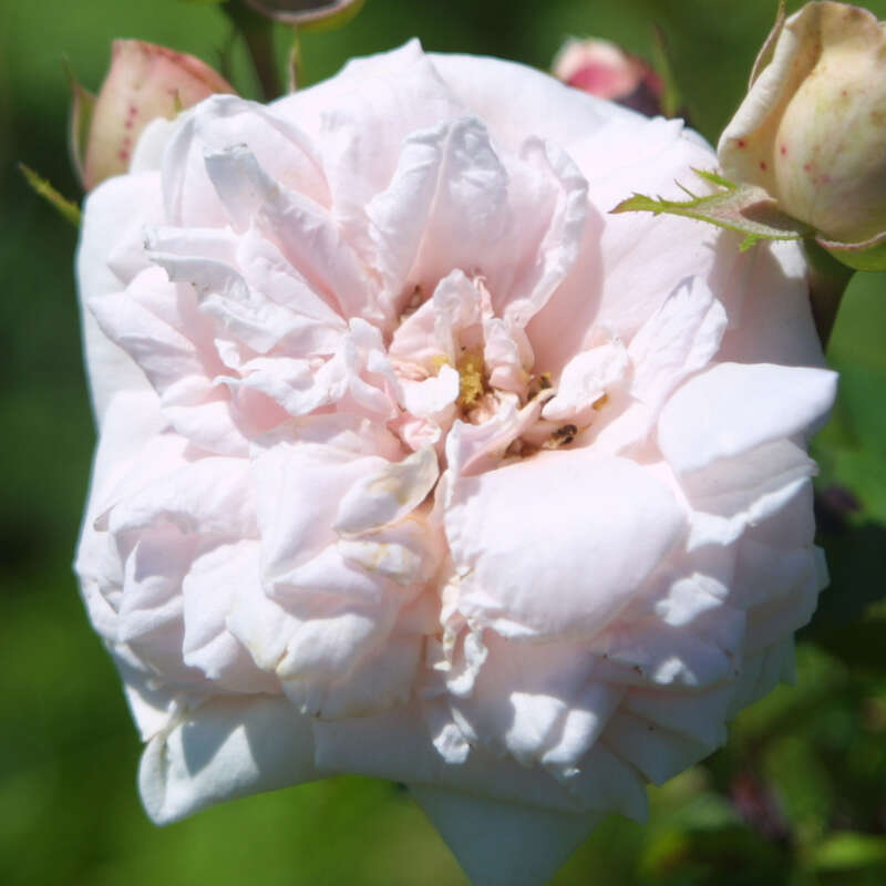 Historische Kletterrose - Rose 'Awakening' - rosa
