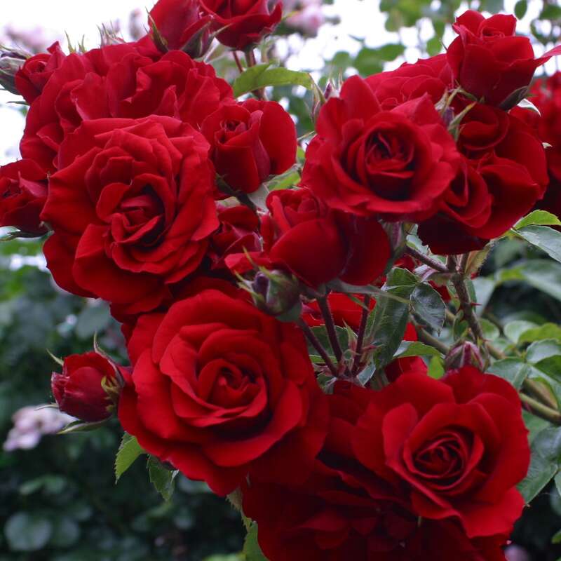 Moderne Kletterrose - Rose 'Amadeus' - rot
