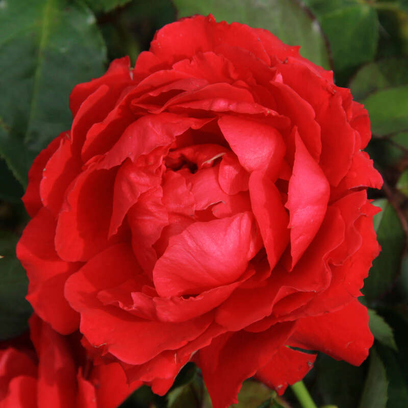 Englische Edelrose - Rose 'Carris' - rot