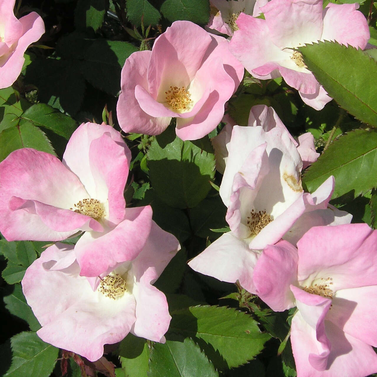 Bodendeckerrose - Rose 'Alaska Knock Out' - rosa