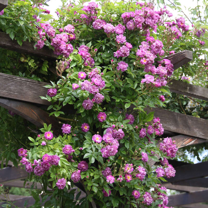 Ramblerrose - Rose 'Veilchenblau' - blau