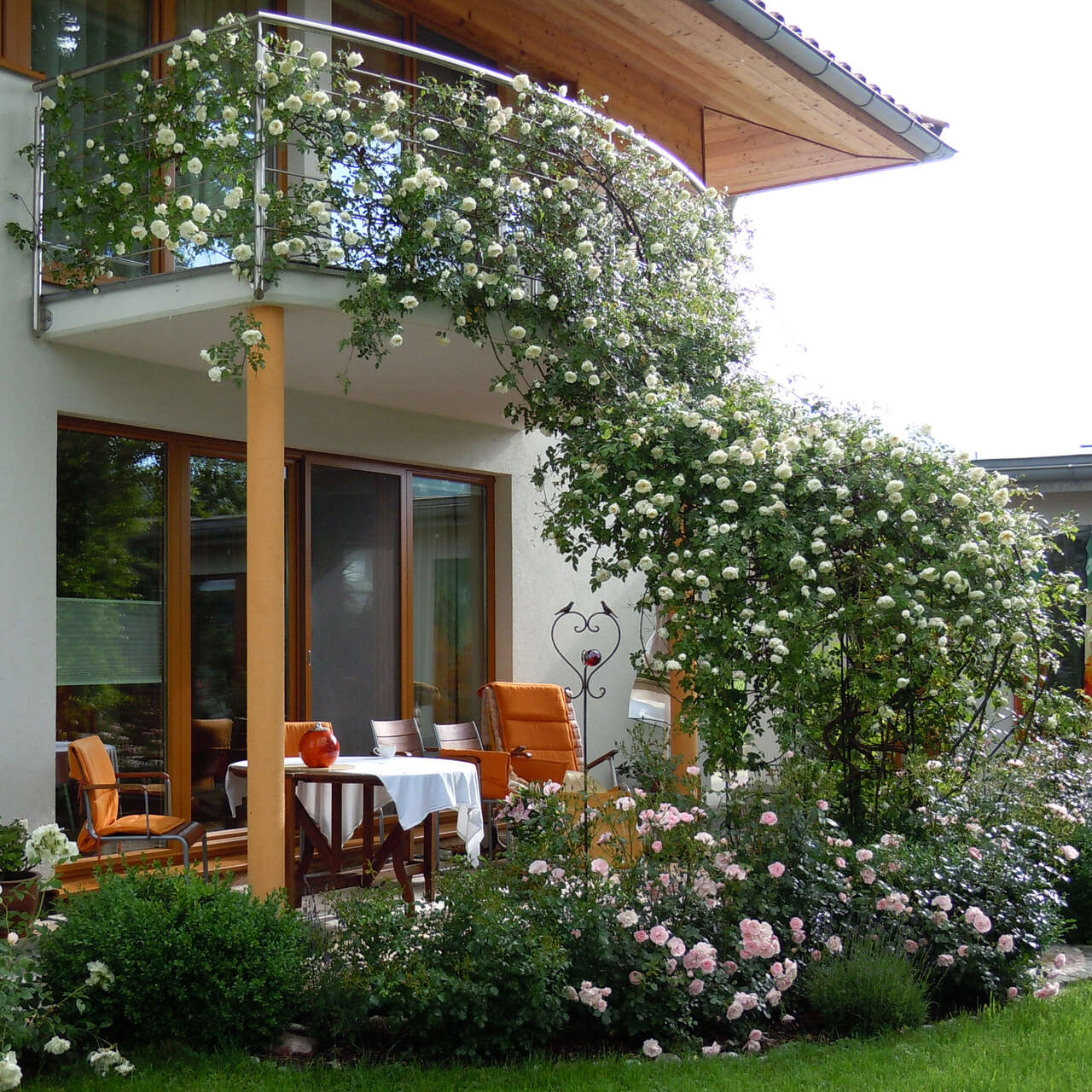 Ramblerrose - Rose 'Alberic Barbier' (wichuriana) - weiß