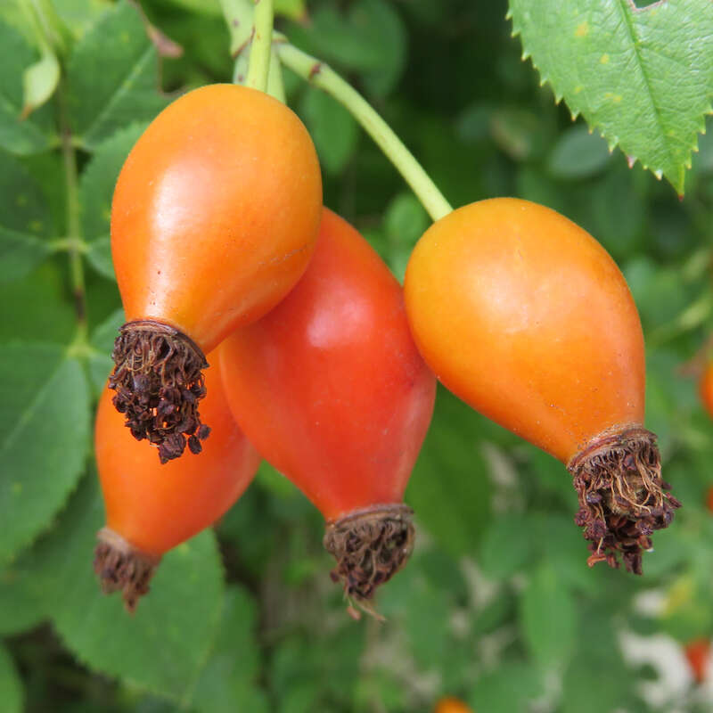 Hundsrose - Rosa canina - rosa