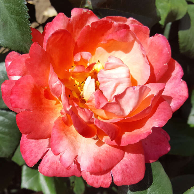 Moderne Edelrose - Rose 'Jazz Festival' - lachs