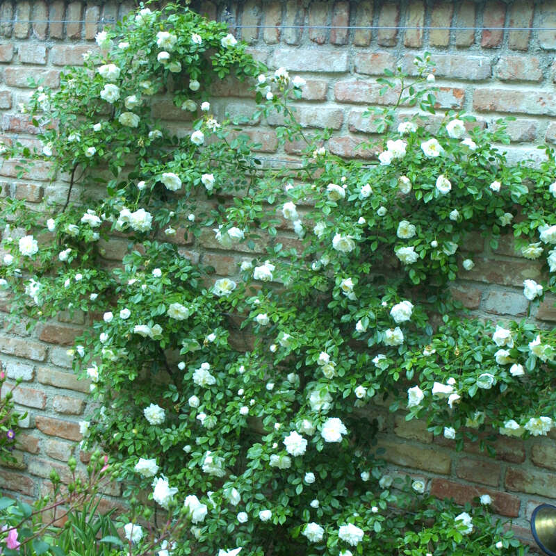 Ramblerrose - Rose 'Alberic Barbier' - weiß