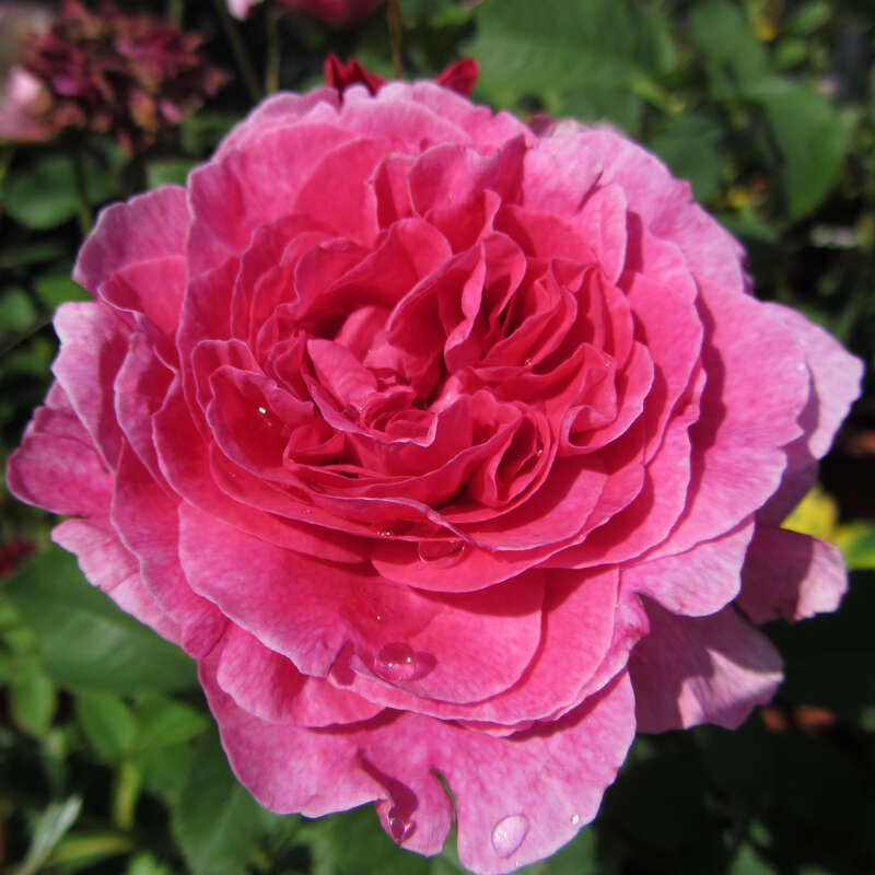 Englische Strauchrose - Rose 'England's Rose' - rosa