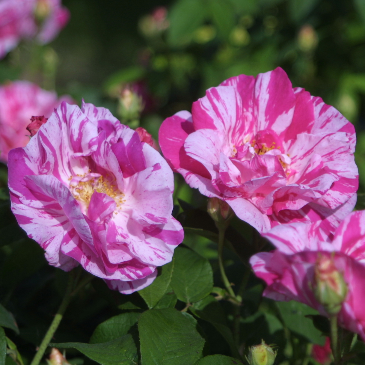 Historische Strauchrose - Rose 'Versicolor' - mehrfärbig