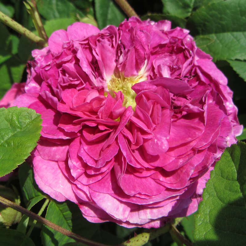 Historische Strauchrose - Rose 'Louis Philippe' - rot