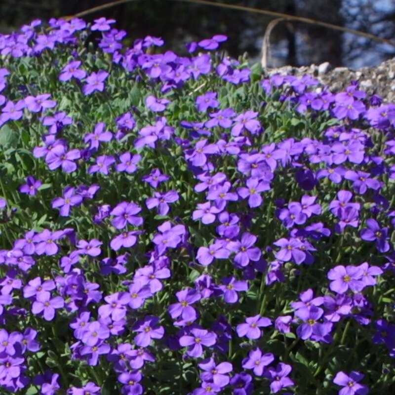 Blaukissen - Aubrieta 'Royal Blue' - blau