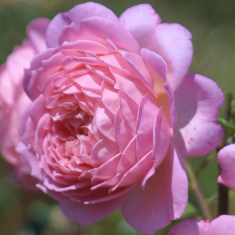 Englische Strauchrose - Rose 'Jubilee Celebration' - rosa