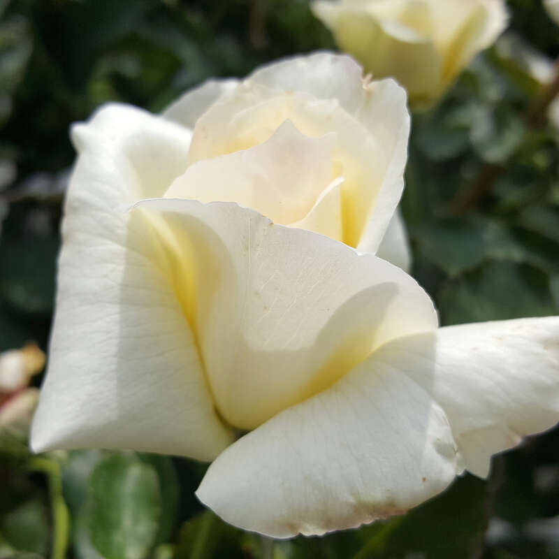 Moderne Kletterrose - Rose 'Schneewalzer' - weiß