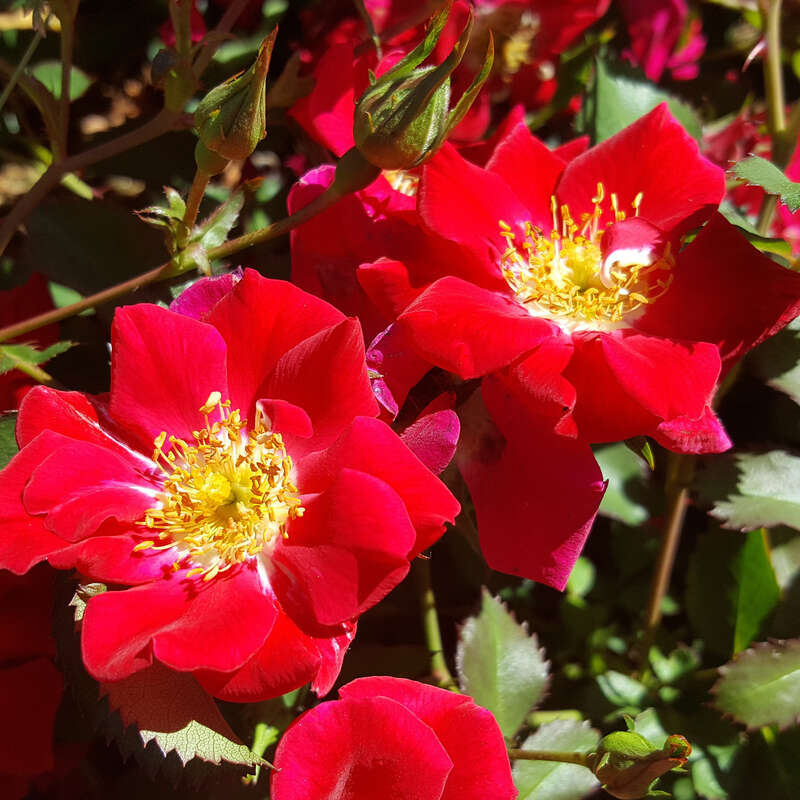 Bodendeckerrose - Rose 'Red Meidiland' - rot