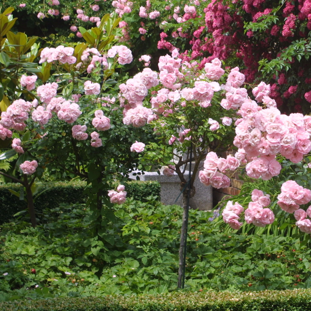 Beetrose, Bodendeckerrose - Rose 'Bonica 82' - rosa