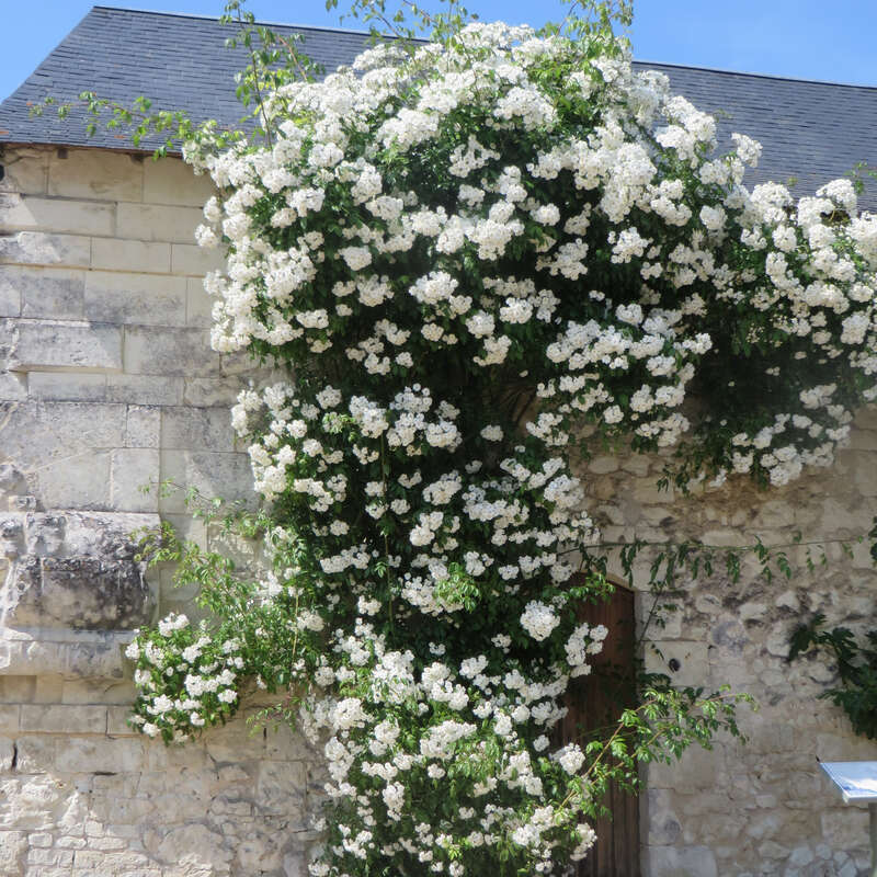 Ramblerrose - Rose 'Bobbie James' - weiß