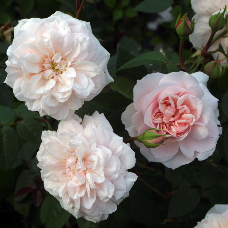 Historische Strauchrose - Rose 'Stanwell Perpetual' - rosa