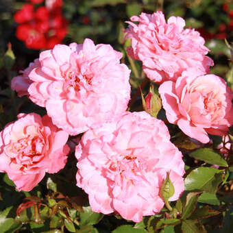 Bodendeckerrose - Rose 'Botticelli' - rosa