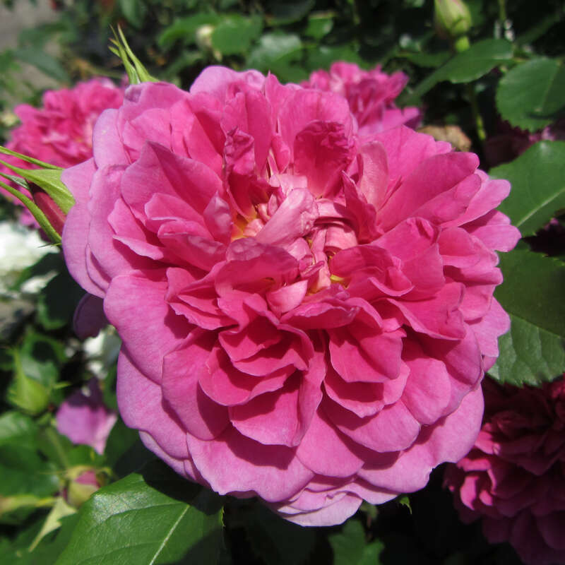 Englische Strauchrose - Rose 'Princess Anne' - rosa