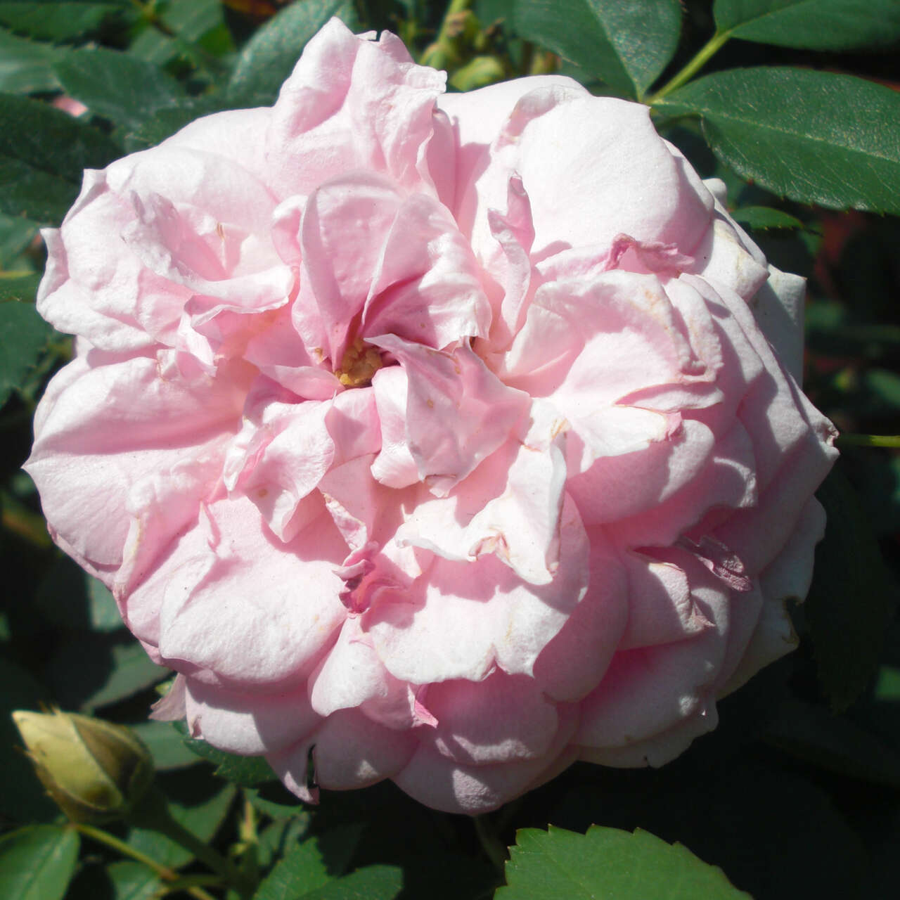 Moderne Strauchrose - Rose 'Prairie Joy' - rosa