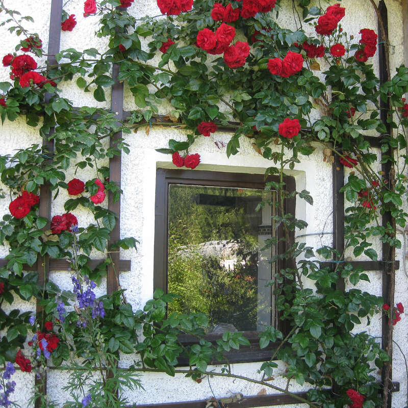 Moderne Kletterrose - Rose 'Amadeus' - rot