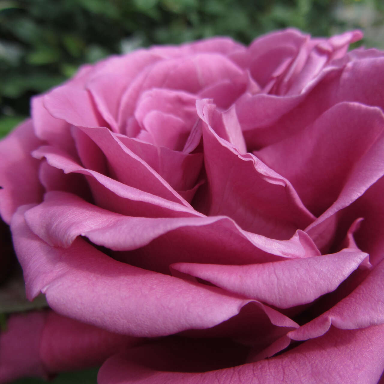 Moderne Edelrose - Rose 'Lavender Perfumella' - rosa