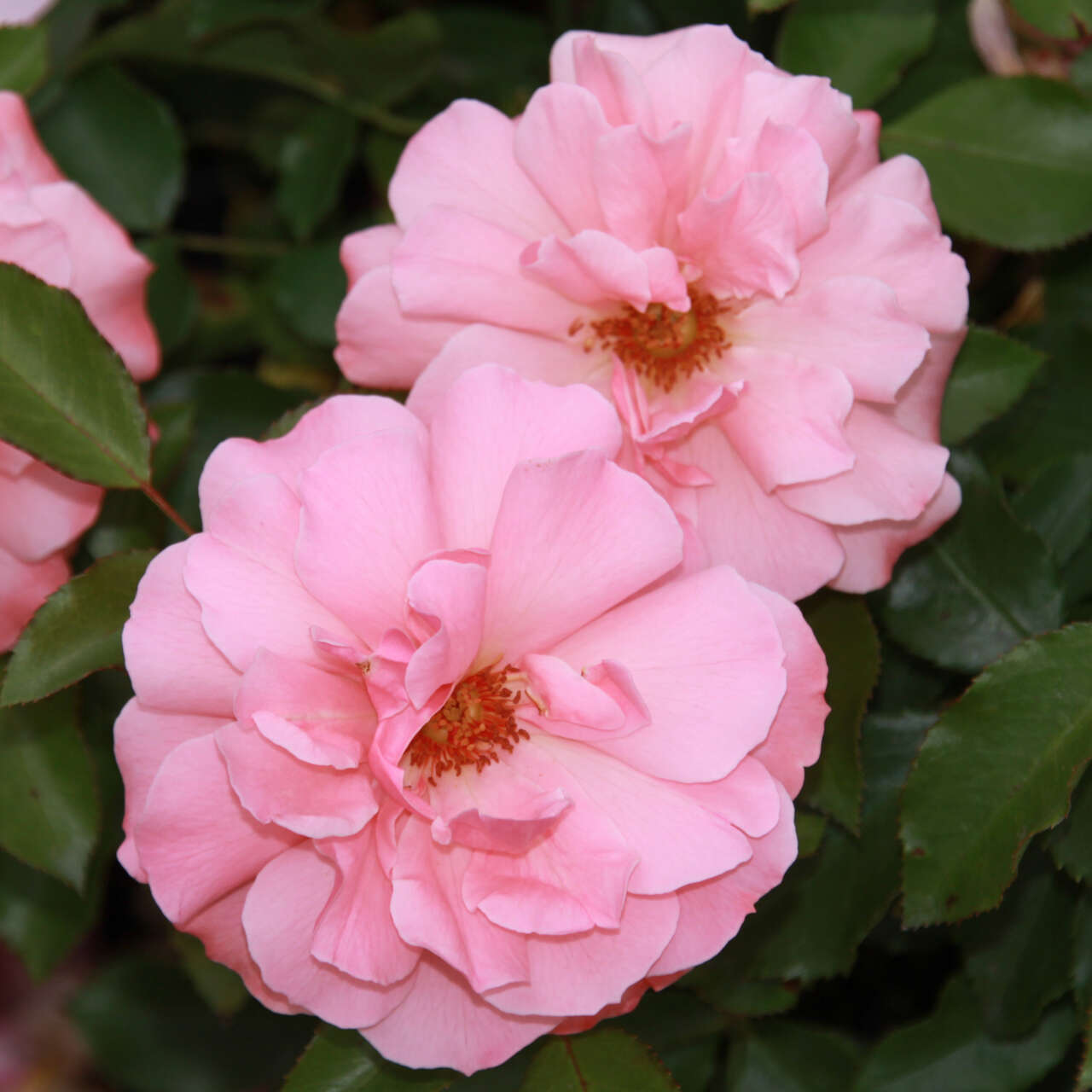 Bodendeckerrose - Rose 'Botticelli' - rosa