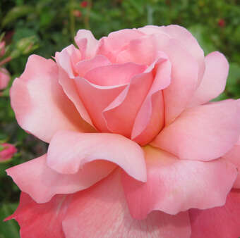 Bodendeckerrose - Rose 'Botticelli' - rosa