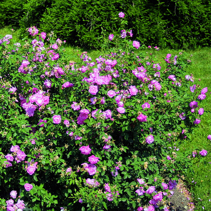 Historische Strauchrose - Rose 'Hermosa' - rosa