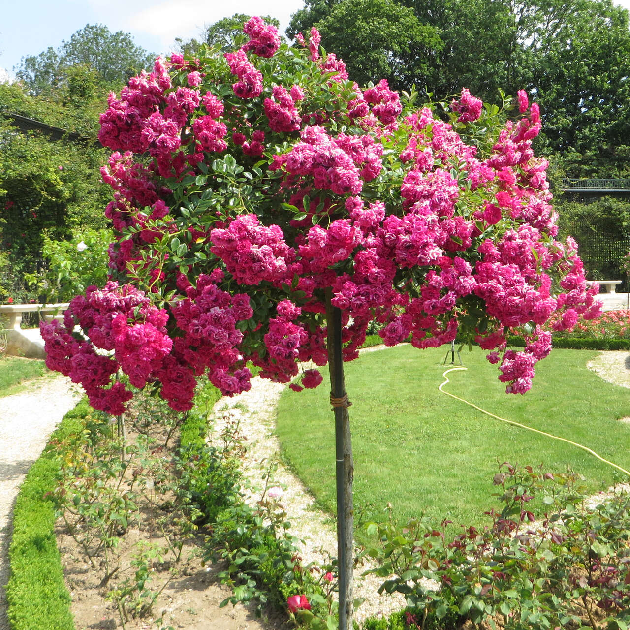 Moderne Kletterrose - Rose 'Super Excelsa' - rosa