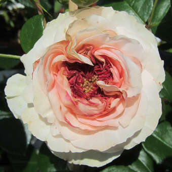 Moderne Kletterrose - Rose 'Giardina' - rosa