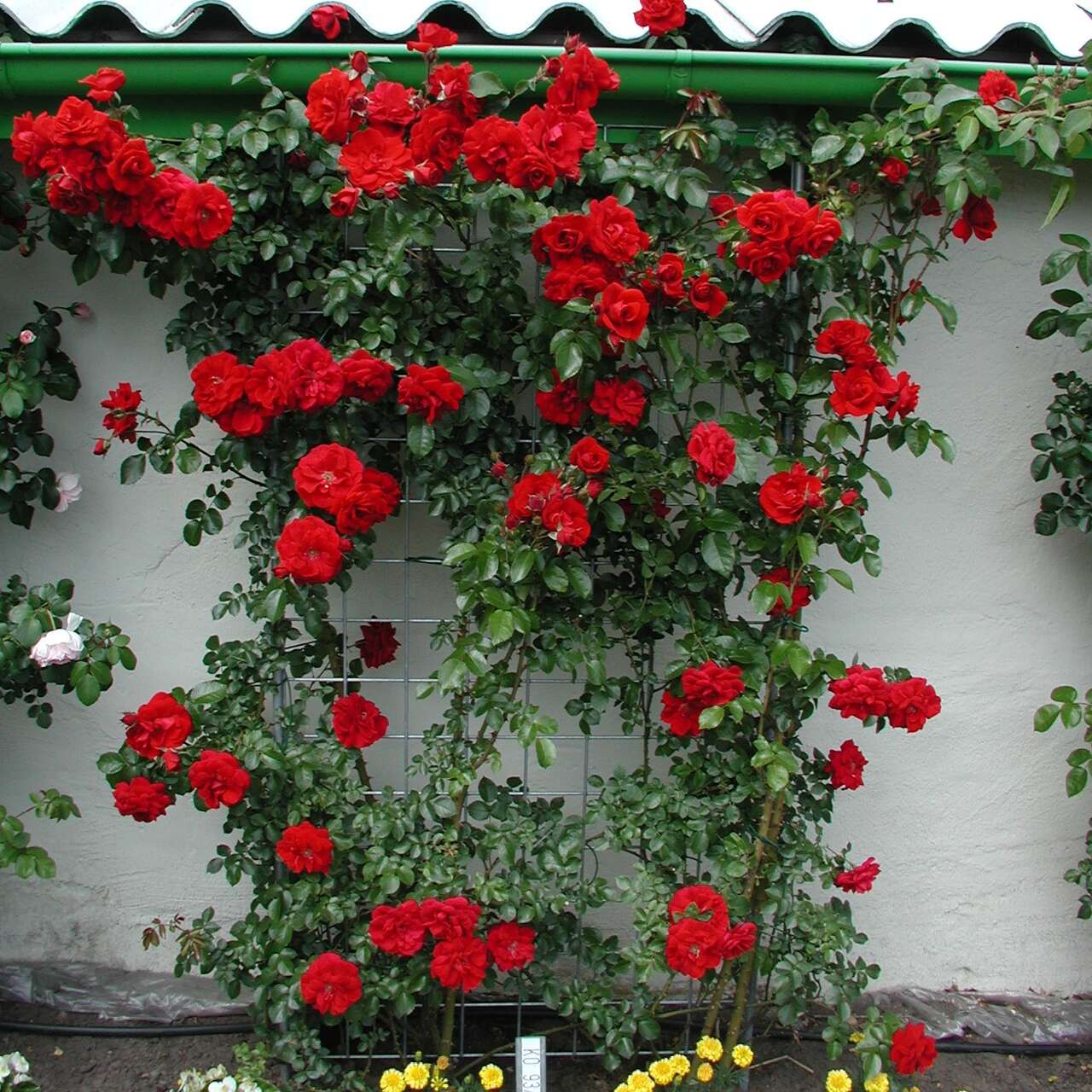 Moderne Kletterrose - Rose 'Amadeus' - rot