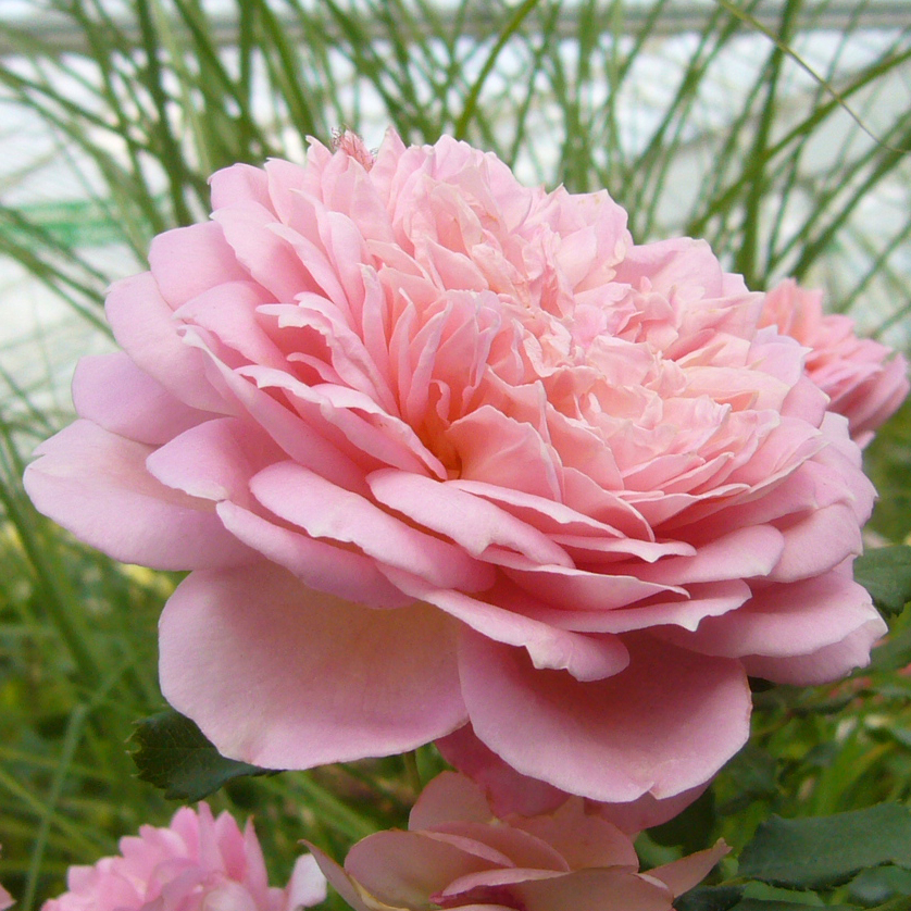 Englische Strauchrose - Rose 'Jubilee Celebration' - rosa