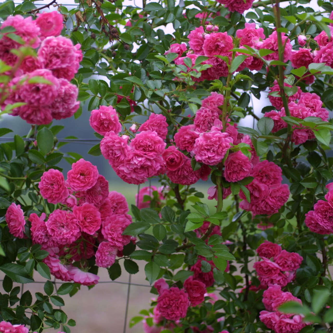Moderne Kletterrose - Rose 'Super Excelsa' - rosa